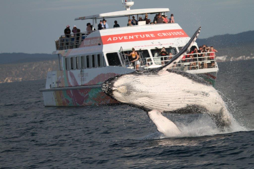 Day, Extended & Concert Tours | Bundaberg Coaches