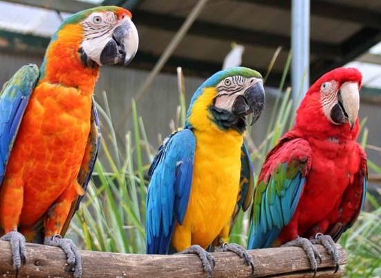 Day, Extended & Concert Tours | Bundaberg Coaches