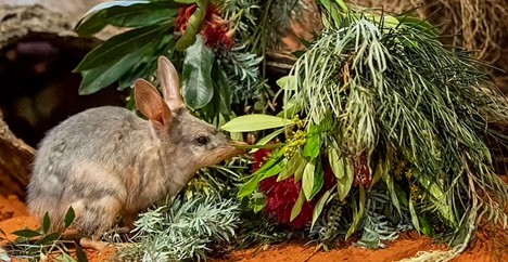 Dubbo Christmas Adventure - 21st December 2025 | Bundaberg Coaches