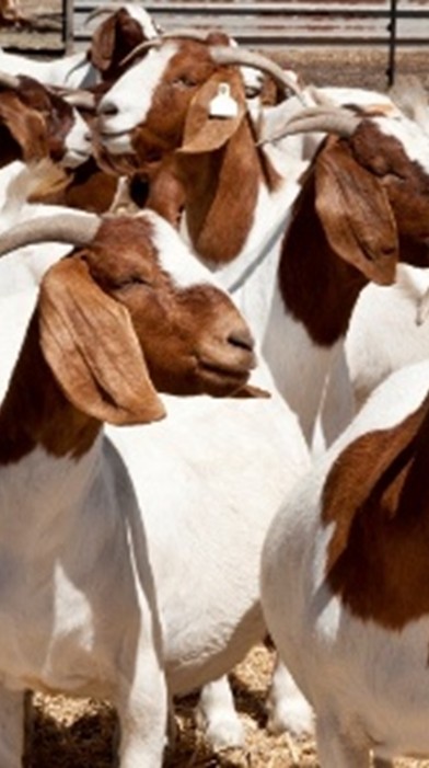 Dubbo Christmas Adventure - 21st December 2025 | Bundaberg Coaches